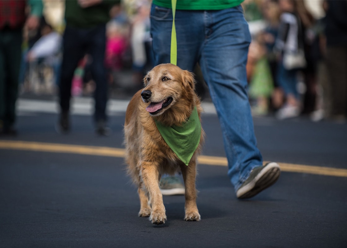 Shop | Humane Society of Greater Dayton