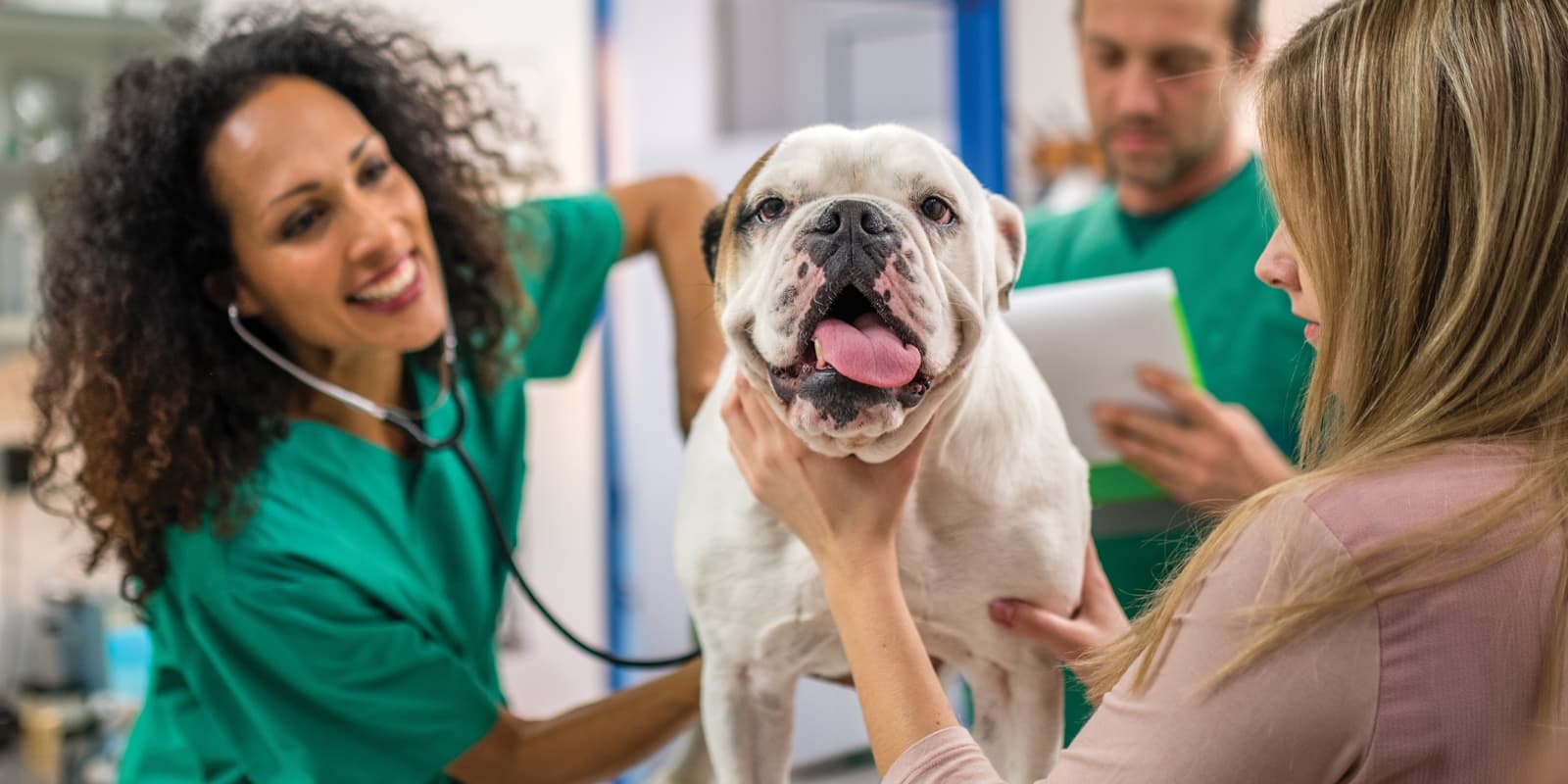 Limping or Injury Evaluation | Leg Injury Evaluation at Our Vet Clinic