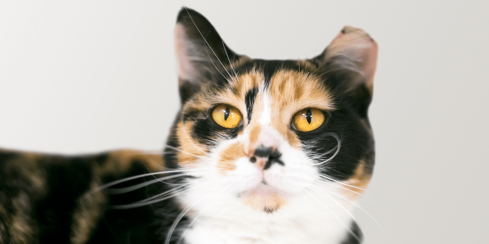 Community Cat Initiative | Humane Society of Greater Dayton