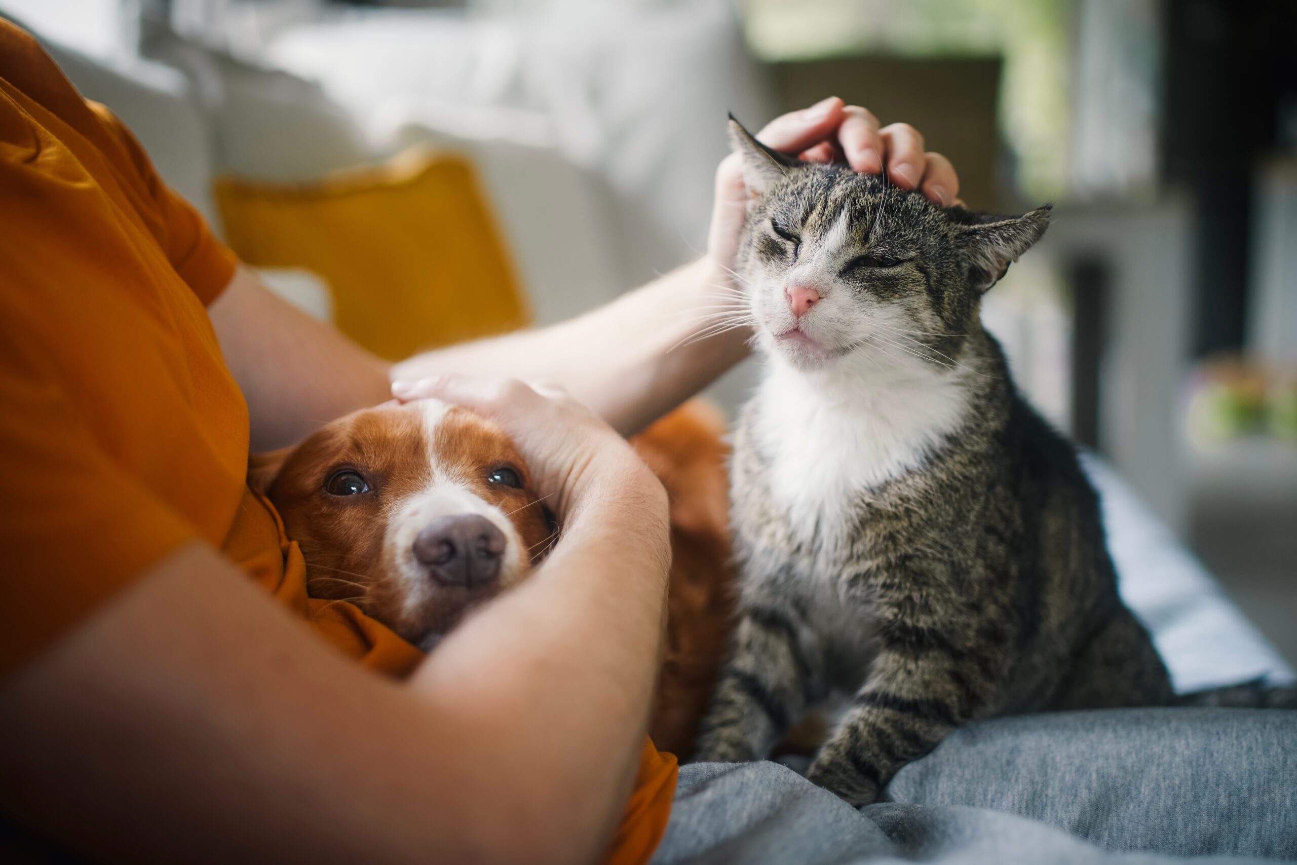 How Pets Can Support Your Mental Health | Humane Society of Greater Dayton